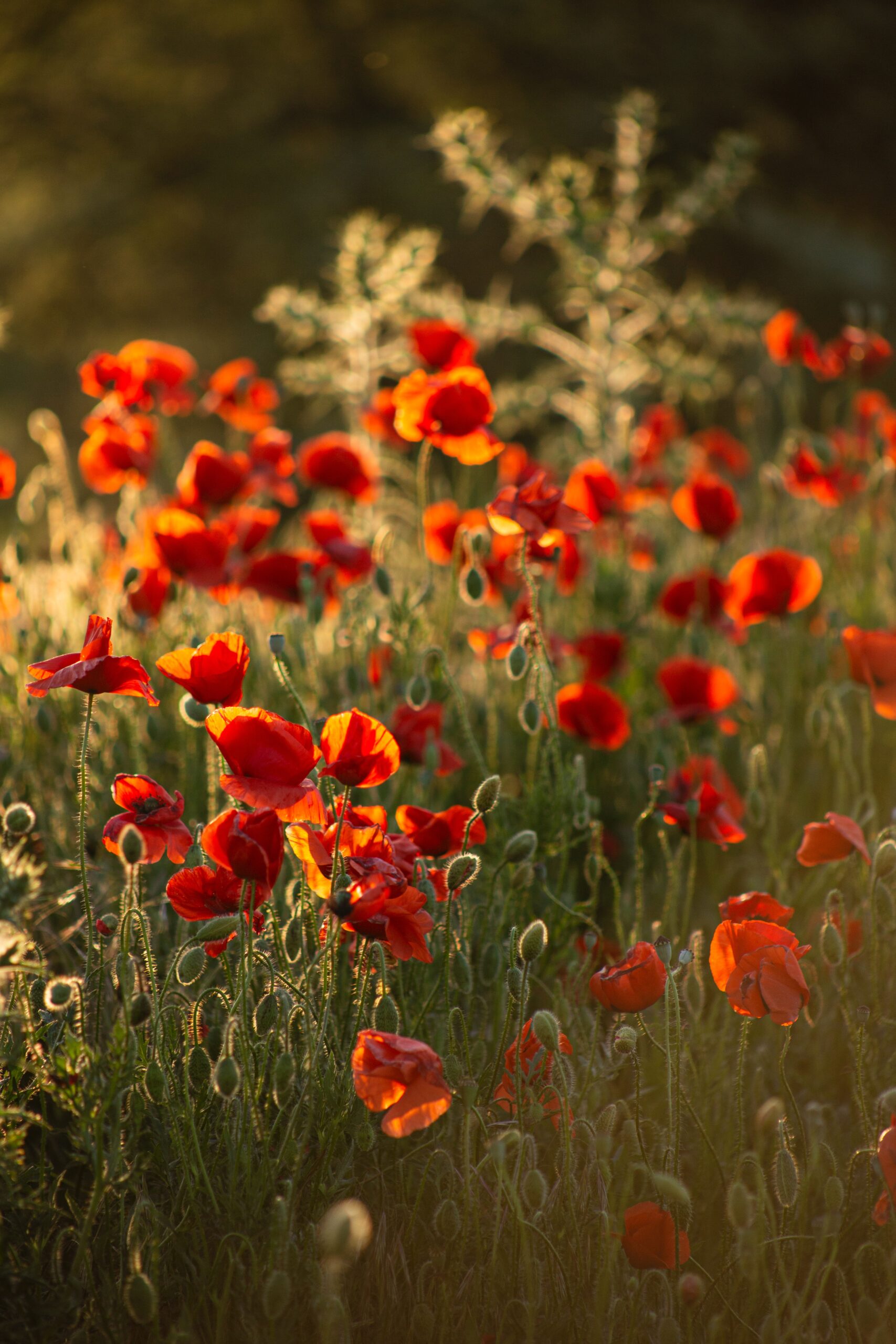Coaching Alphen a/d Rijn | HSP, overprikkeling, werkstress etc.